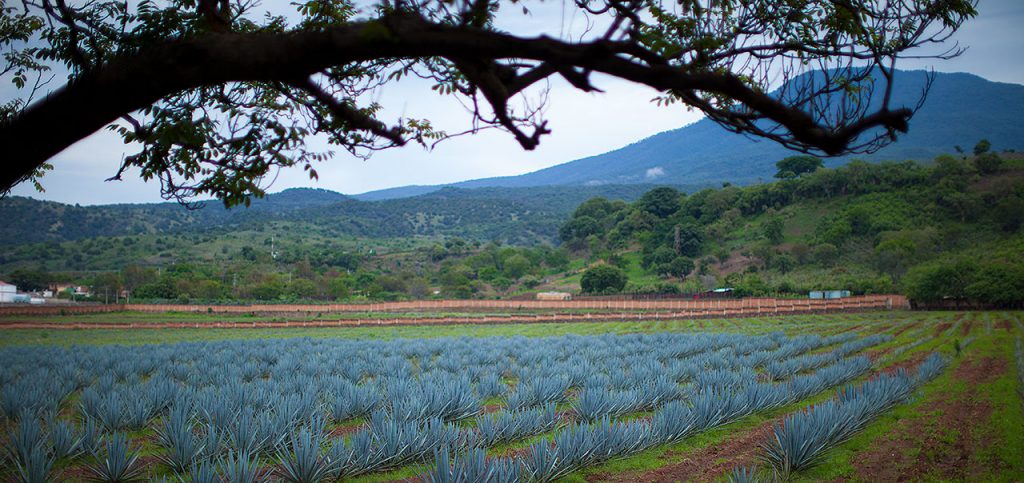 Agave Crisis: Boom, Bust or Business As Usual? | TasteTequila