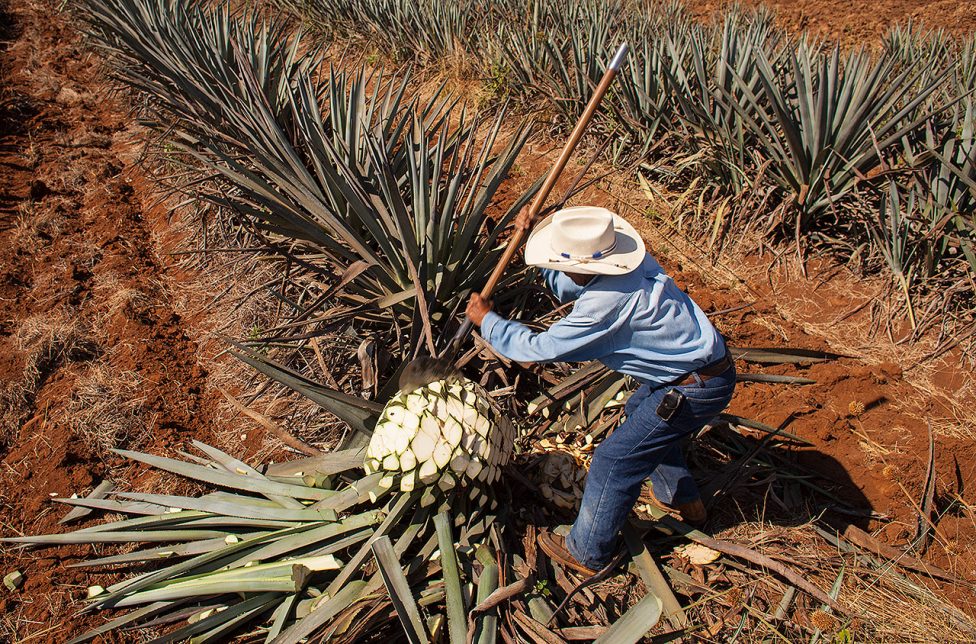 Agave Crisis: Boom, Bust or Business As Usual? | TasteTequila