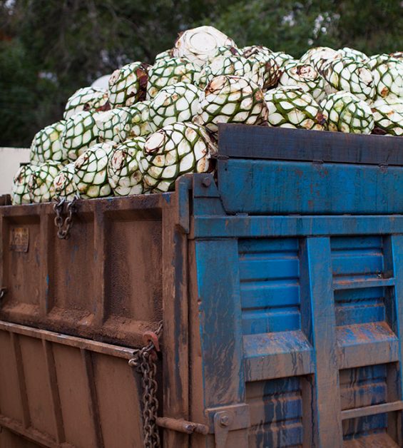 Agave Crisis: Boom, Bust or Business As Usual? | TasteTequila