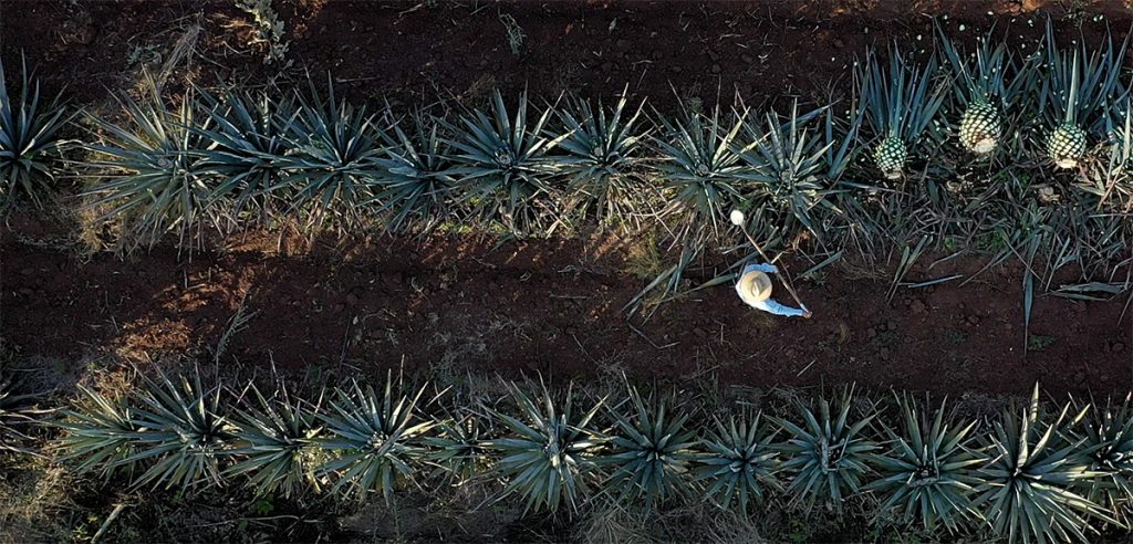 What’s In Your Tequila? An Editorial. | TasteTequila