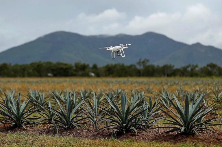 What’s In a Name? How the ‘Agave Spirits’ Label Seeks to Redefine ...